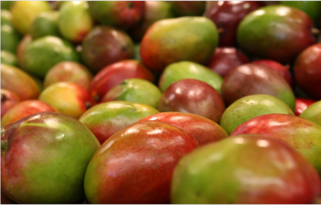 PFAN | Large scale mango farming in Tanzania - PFAN